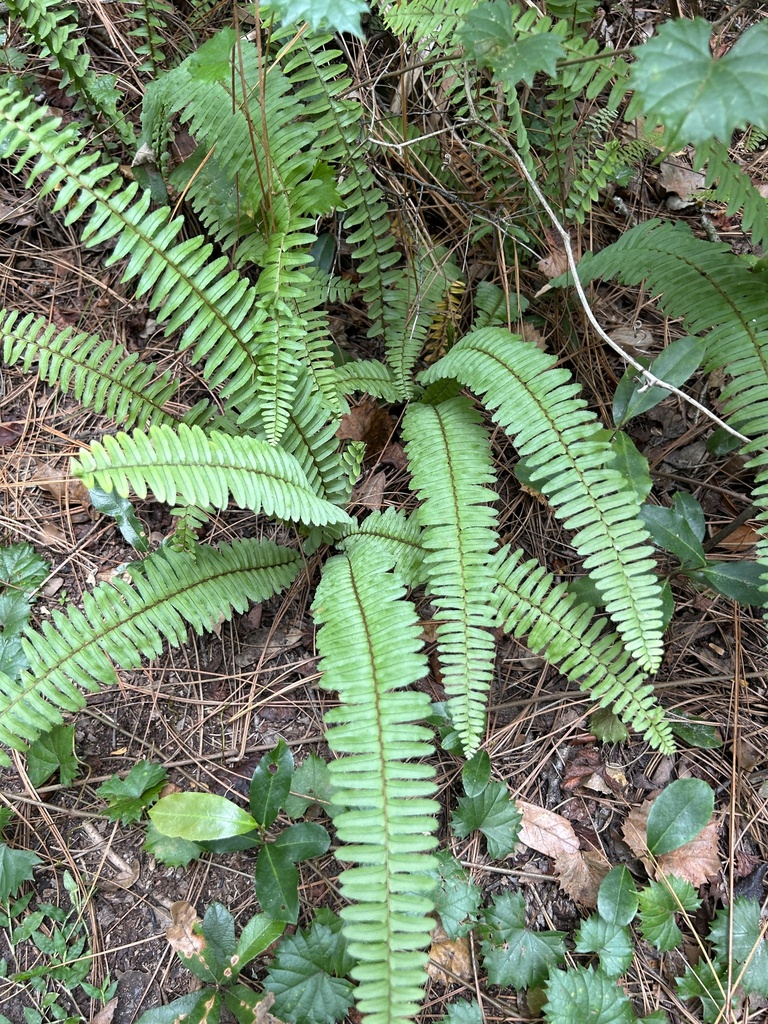 Fishbone Fern from Riverfront Preserve, Temple Terrace, FL, US on ...