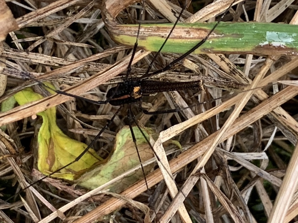 Forsteropsalis pureora from North Shore, Hauraki, Auckland, New Zealand ...