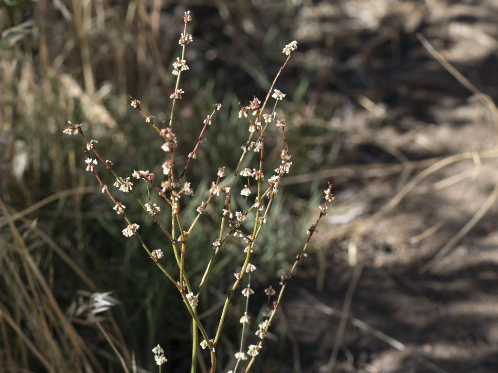 Slender Woolly Buckwheat from San Diego County, CA, USA on October 10 ...