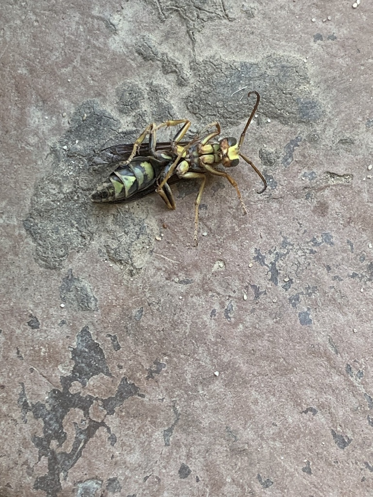 Hornets, Paper Wasps, Potter Wasps, and Allies from Savannah Hill Rd ...