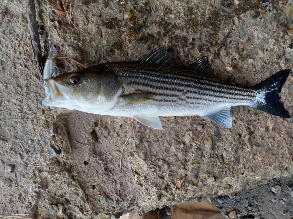 Striped Bass in October 2023 by tomcod. Striped bass · iNaturalist