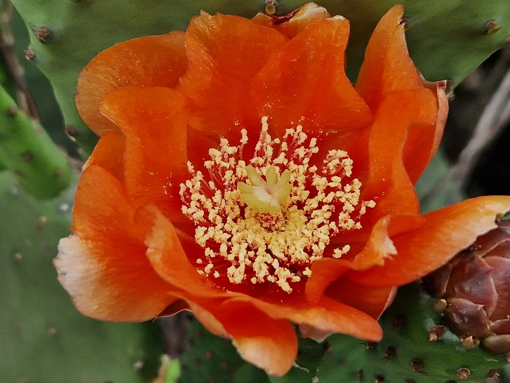 Indian fig opuntia from Rietvlei 101-Ir, Johannesburg South, 2053, Zuid ...