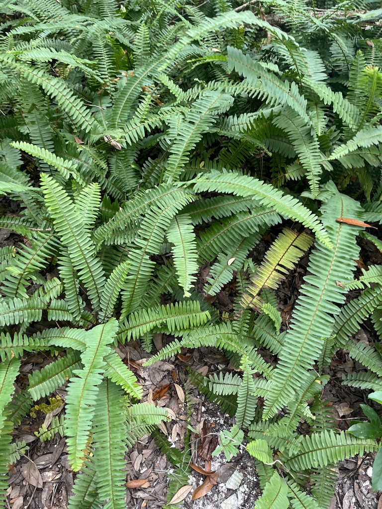 Fishbone Fern from University of South Florida, Tampa, FL, US on ...