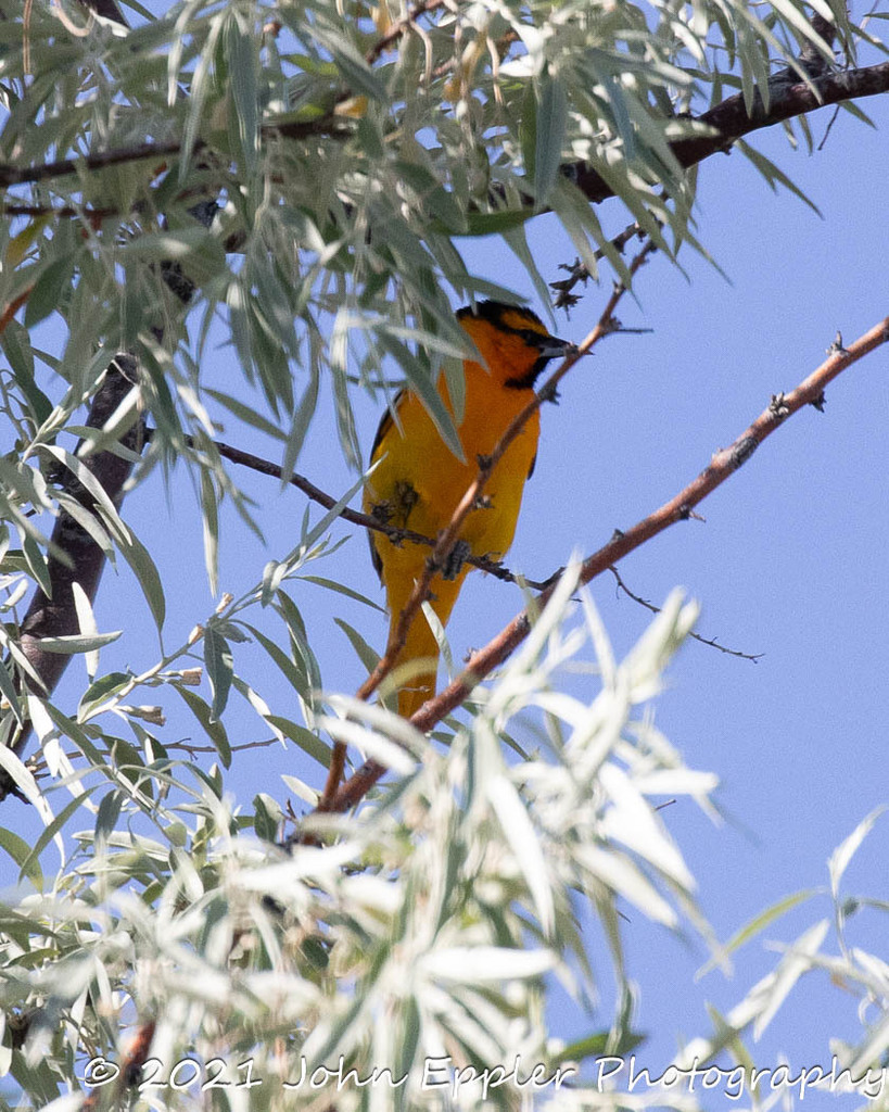 Bullock's Oriole from Owyhee County, ID, USA on June 13, 2021 at 08:16 ...