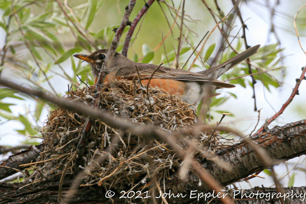 American Robin from Owyhee County, ID, USA on May 27, 2010 at 06:08 PM ...