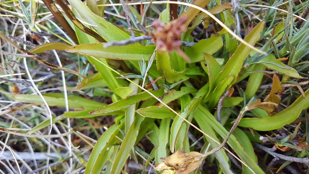 (Gentianella angustifolia) - Botanical Realm