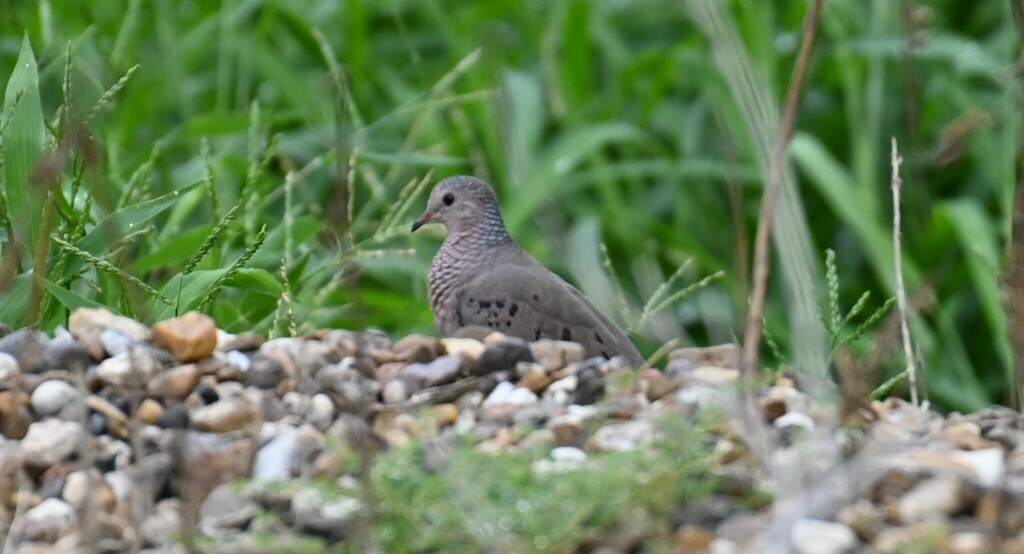 Common Ground Dove from Bay Area, Corpus Christi, TX, USA on October 11 ...