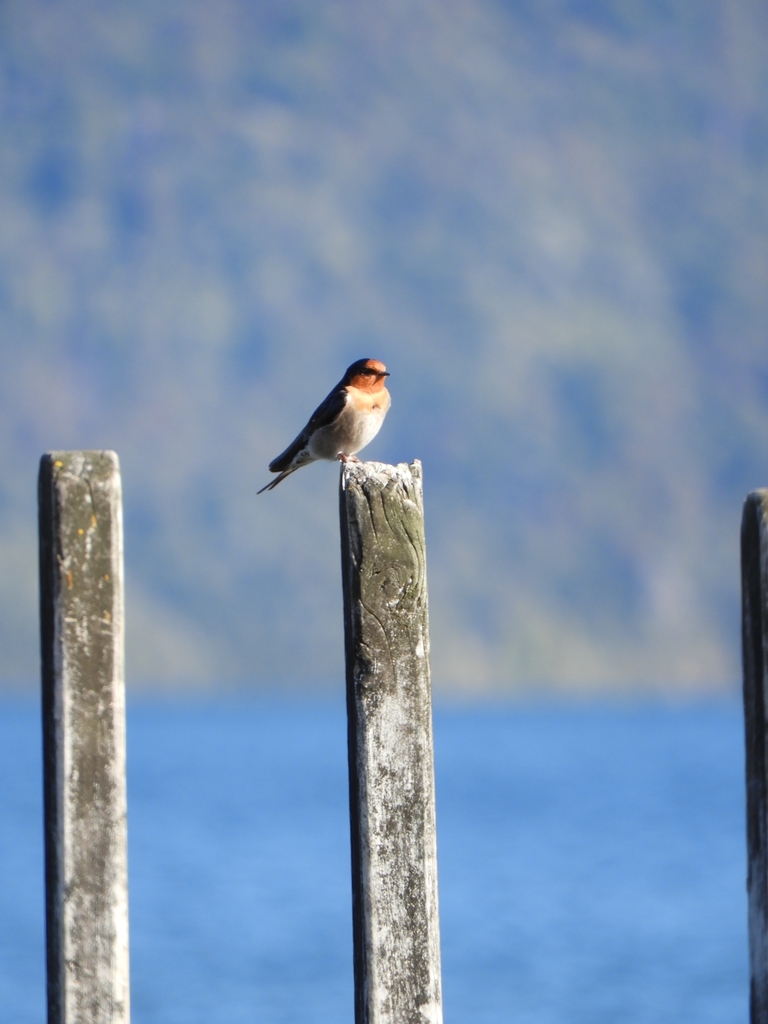 Eastern Welcome Swallow from 7072, Nouvelle-Zélande on October 10, 2023 ...