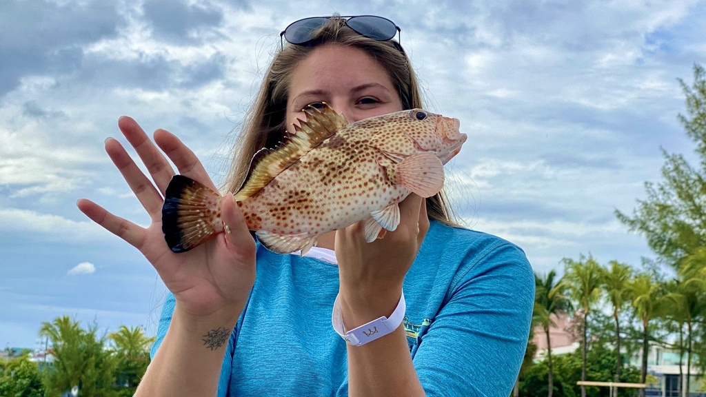 Rock Hind from Paradise Island, Nassau, BS on October 11, 2023 at 03:56 ...