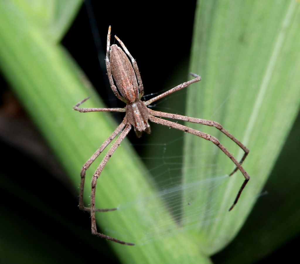 Hump-back Spiders in August 2023 by juliegraham173 · iNaturalist
