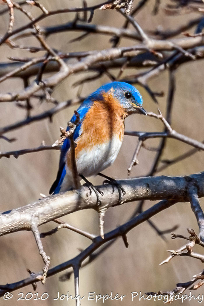 Eastern Bluebird from Occoquan Bay National Wildlife Refuge, Woodbridge ...