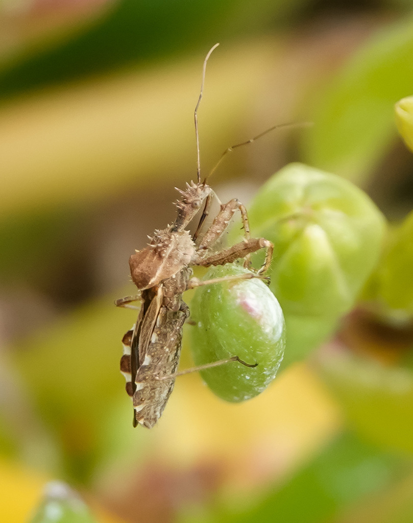 Spined Assassin Bug from South Lido Key Beach Park on the Gulf ...