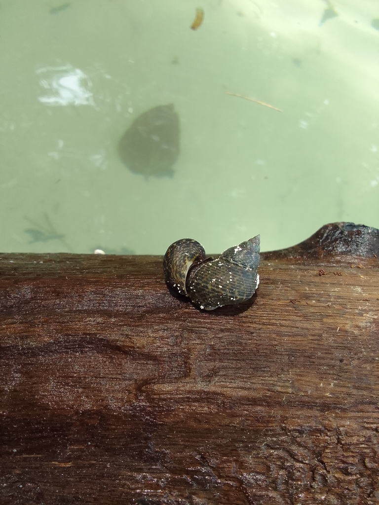 Periwinkle Snails and Allies from Euidelchol, Palau on October 4, 2023 ...