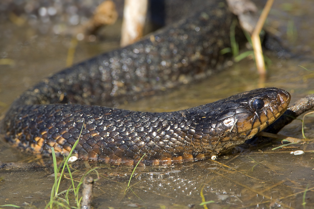 Texas Indigo Snake in December 2007 by markc666 · iNaturalist