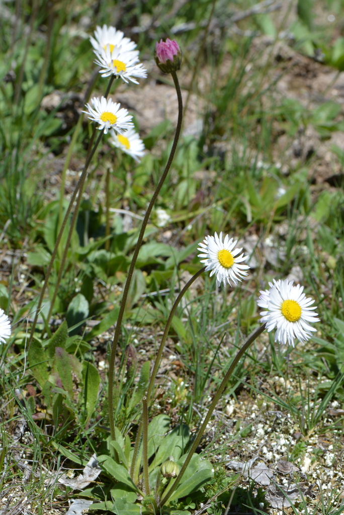 southern daisy from Madrid, España on May 1, 2018 at 02:38 PM by Miguel ...
