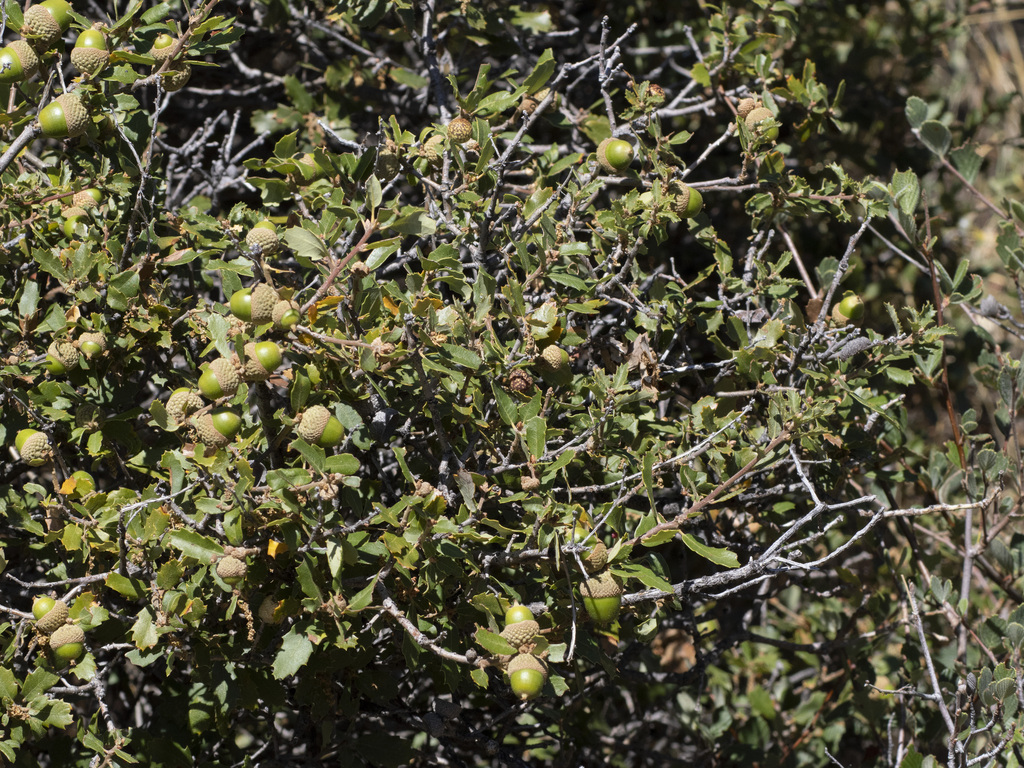 California scrub oak from San Diego County, CA, USA on October 10, 2023 ...