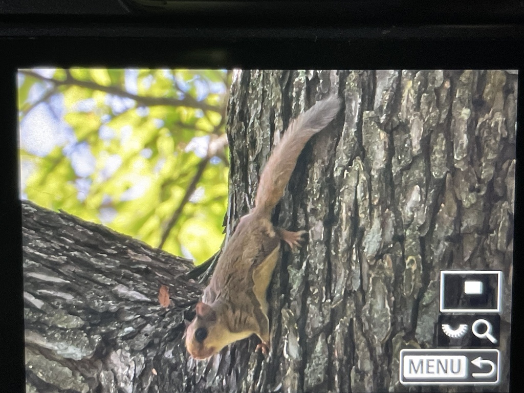 Southern Flying Squirrel from Prairie Creek Park, Richardson, TX, US on ...