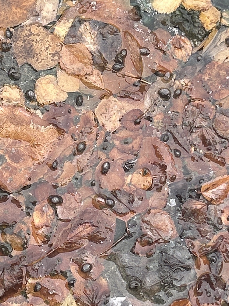 Banff Springs Snail from Cave and Basin National Historic Site ...