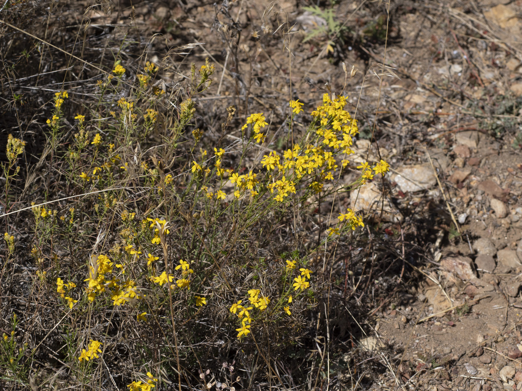 Broom Snakeweed from San Diego County, CA, USA on October 10, 2023 at ...
