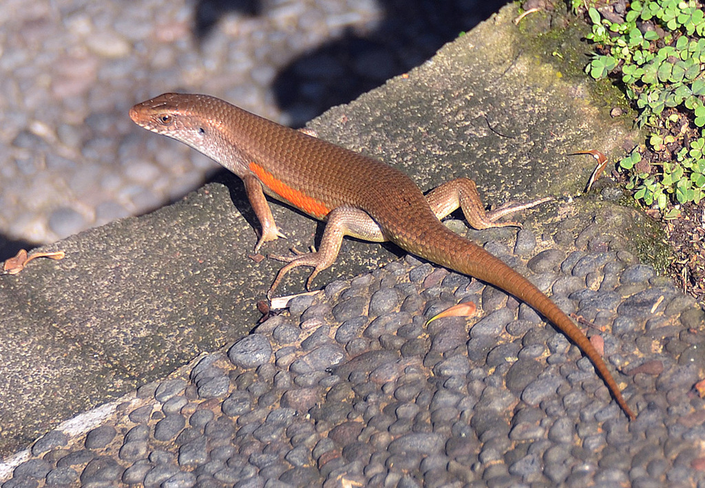 Common Sun Skink from Gianyar Regency, Bali, Indonesia on November 6 ...