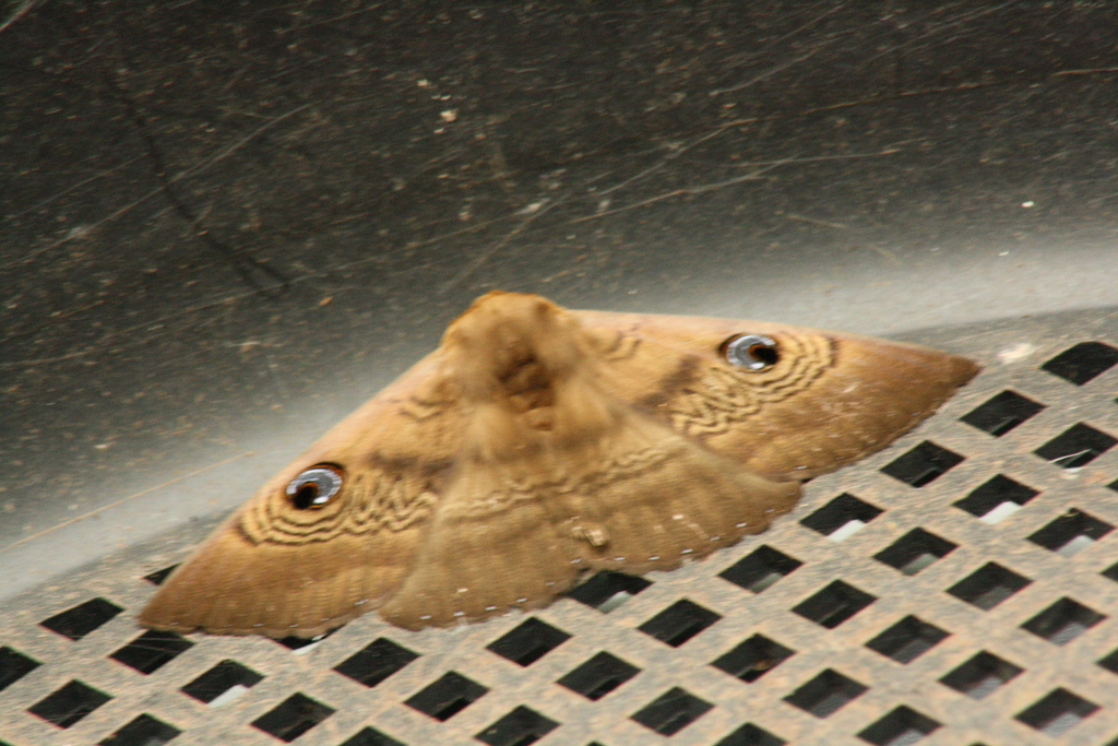 Southern Moon Moth from Framlingham VIC 3265, Australia on October 1 ...