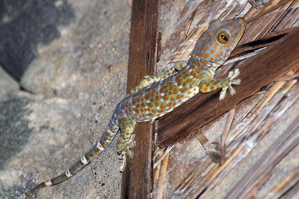 Tokay Gecko from Mabini, Batangas, Philippines on May 18, 2017 by ...