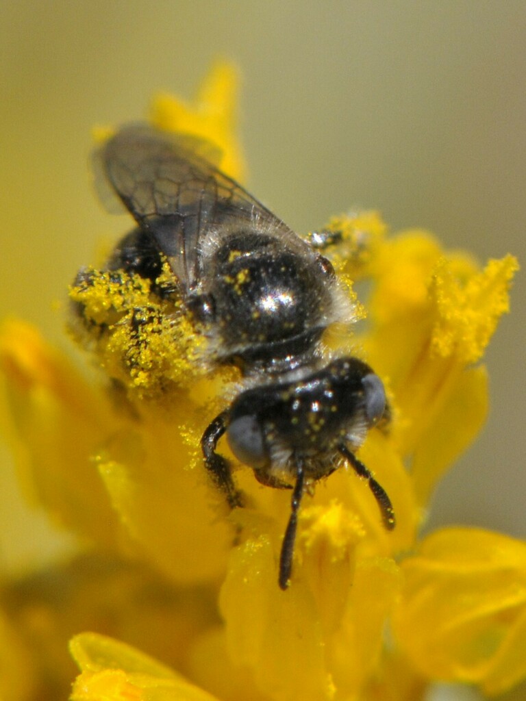 Hypomacrotera in October 2023 by Elliott Gordon. pollinator on Hopi tea ...