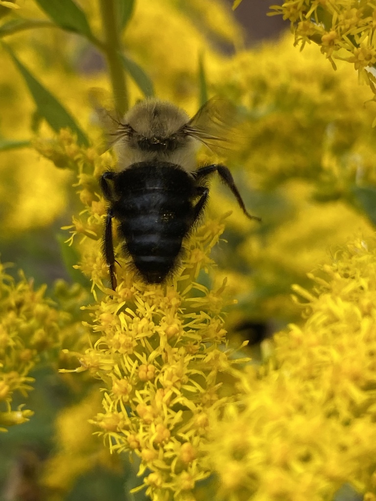 Common Eastern Bumble Bee from Vaiden Ridge Dr S, Hernando, MS, US on ...