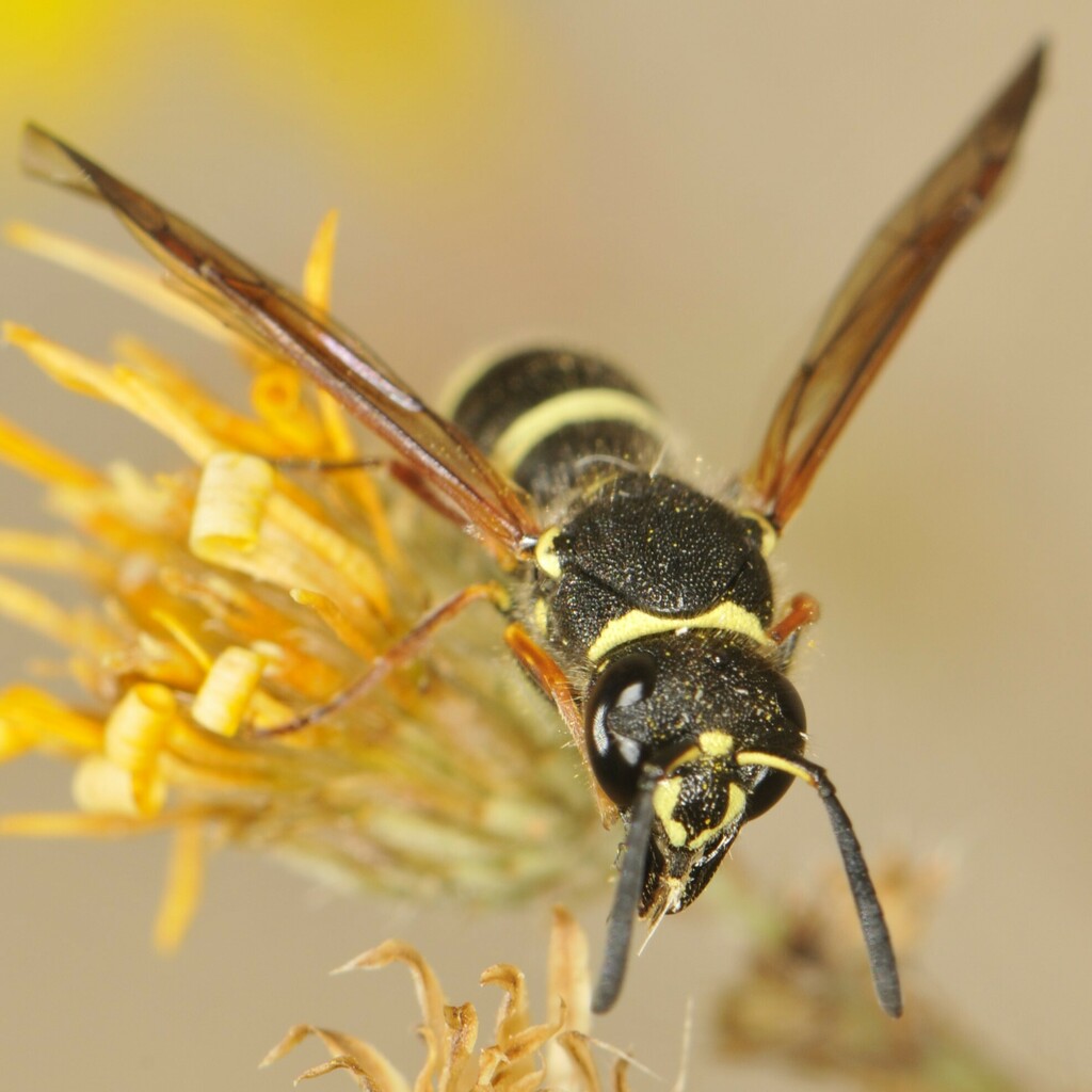 Ancistrocerus in October 2023 by Elliott Gordon. hunting on Xanthisma ...