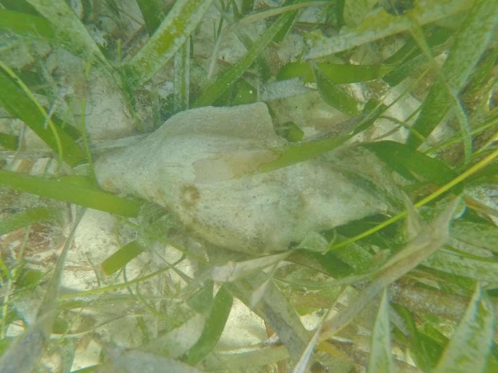 West Indian Chank Shell from Utila, HN-IB, HN on January 2, 2015 at 11: ...