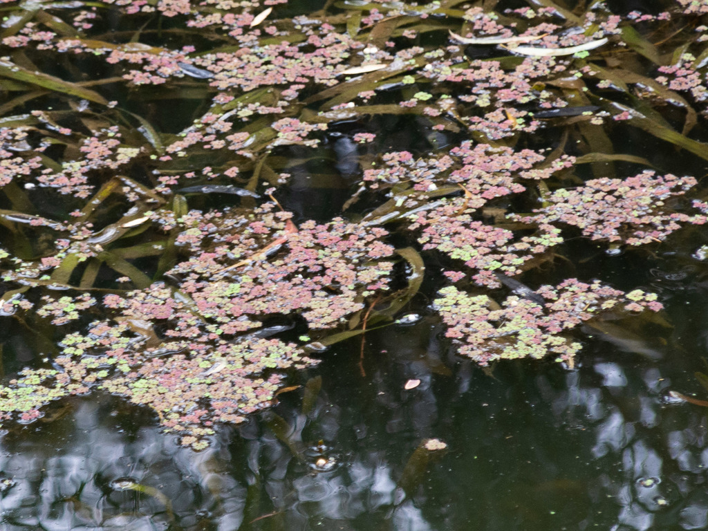 Red Azolla from Melbourne VIC, Australia on March 12, 2019 at 06:22 PM ...