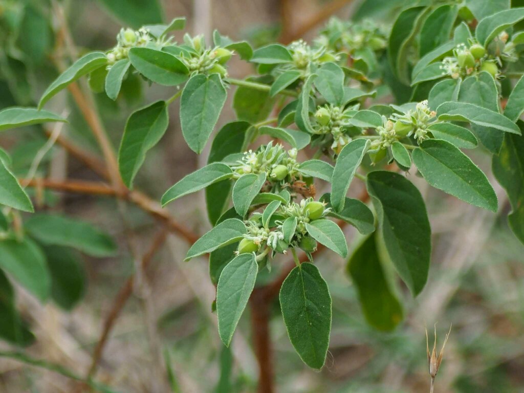 Prairie Tea from Mueller, Austin, TX, USA on October 11, 2023 at 03:24 ...
