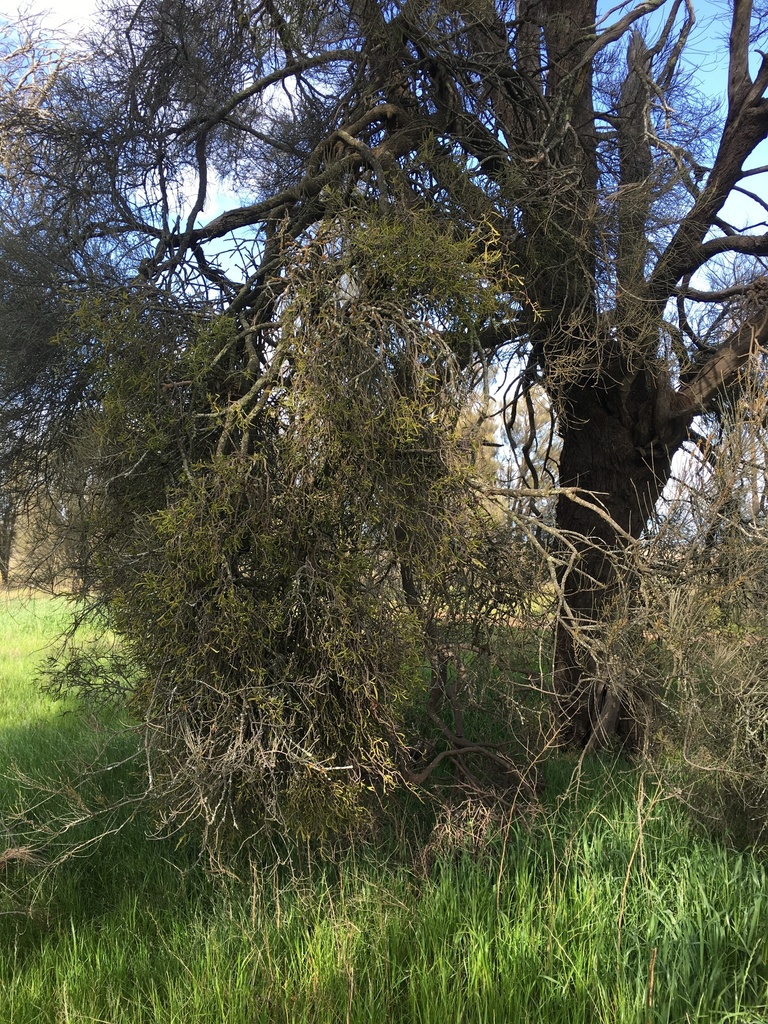 Harlequin Mistletoe from Creswick Swamp Wildlife Reserve, Grays Bridge ...