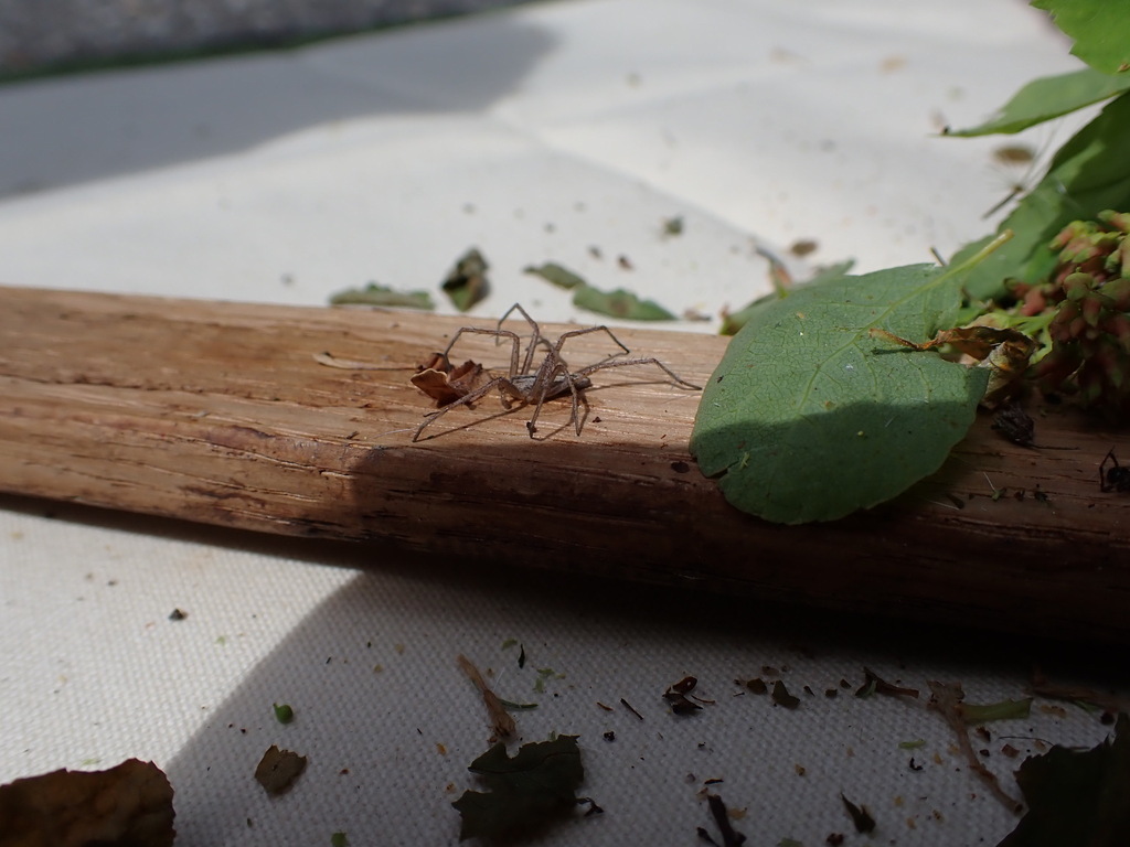 Slender Crab Spiders from Johnstone Creek, Kootenay Boundary, British ...