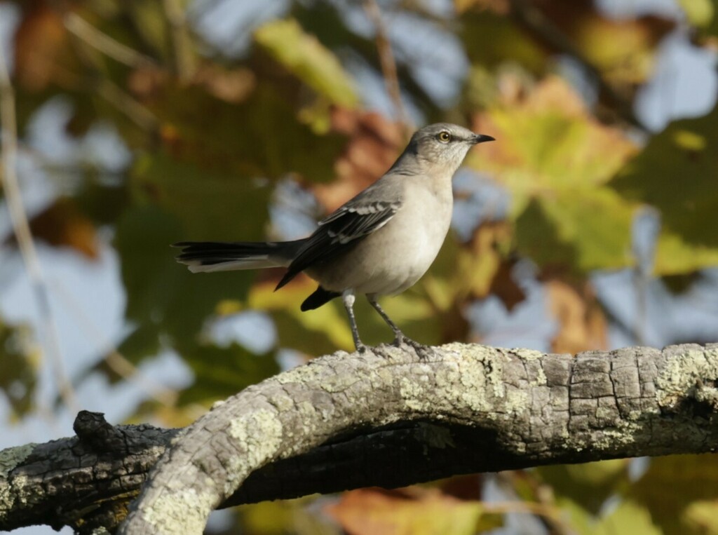 Northern Mockingbird from Siebenthaler Fen, Greene County, OH, USA on ...