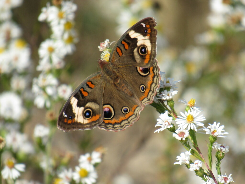 Common Buckeye from Oakes Quarry, Fairborn, OH, USA on October 11, 2023 ...