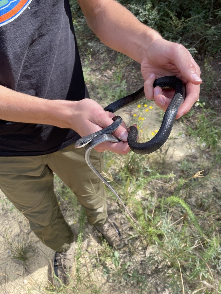 North American Racer in October 2023 by Drew R. Davis, Ph.D. · iNaturalist