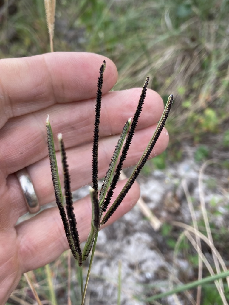 Pinewoods Fingergrass from Banfill St, Santa Rosa Beach, FL, US on ...
