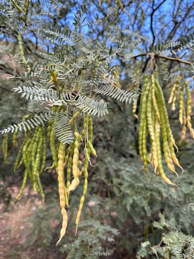 velvet mesquite (Neltuma velutina) - Botanical Realm