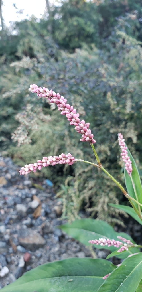 Far Eastern smartweed from Pound Ridge, NY 10576, USA on October 11 ...