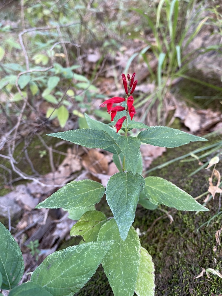 Hierba del burro desde Parque Nacional Cascada de Bassaseachic, Ocampo ...