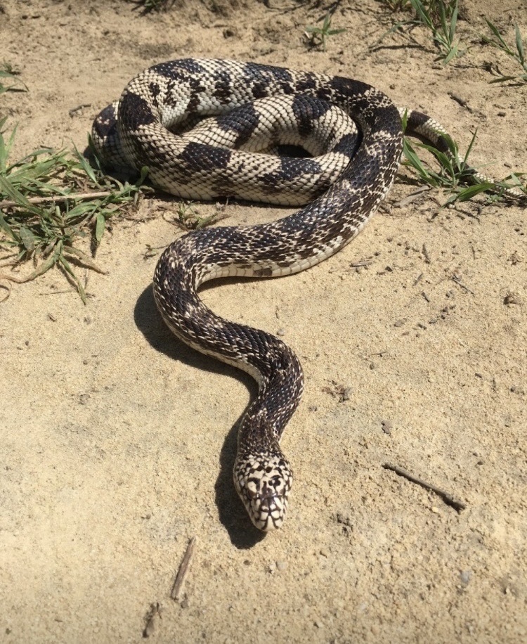 Northern Pine Snake in May 2018 by Alicia Ballard · iNaturalist
