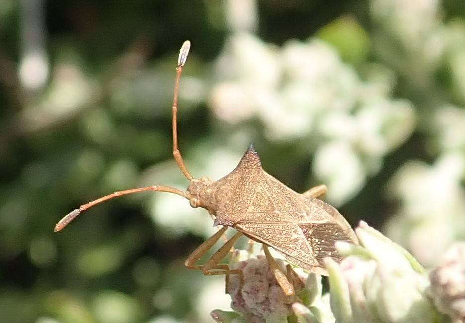 Cletus from Featherbed Nature Reserve, Knysna National Lakes Area, Eden ...