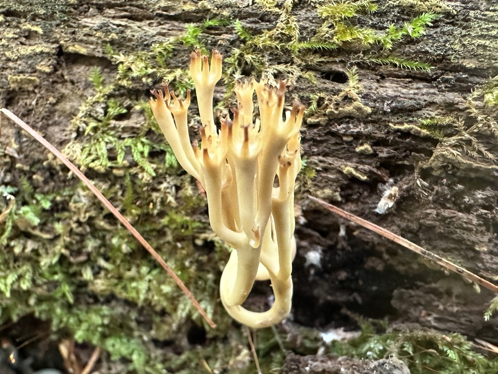 crown-tipped coral fungus from George Washington & Jefferson National ...