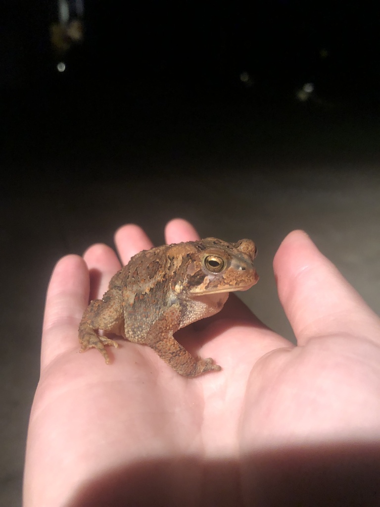 American Toad from Oak Valley Blvd, Advance, NC, US on June 11, 2022 at ...