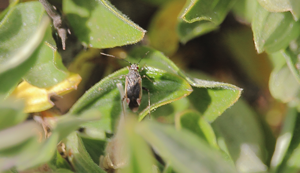 Polymerus chilensis from Santiago, Región Metropolitana, Chile on ...