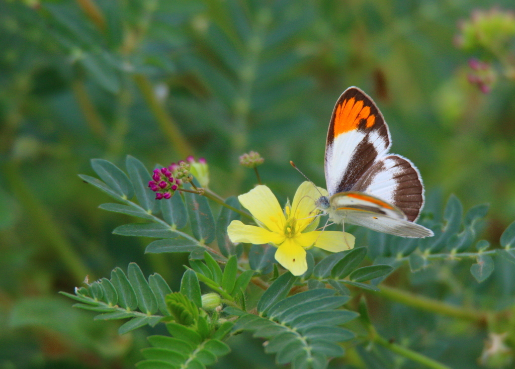 Small Orange Tip from Ehlanzeni, South Africa on February 28, 2019 at ...