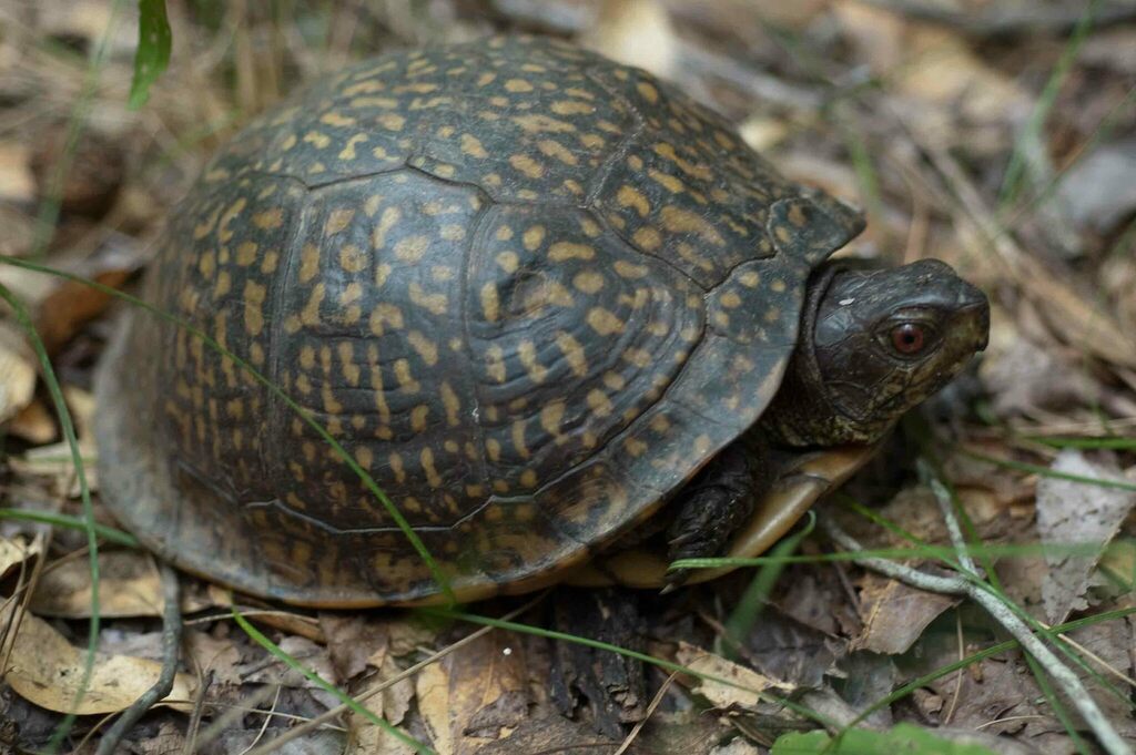 Common Box Turtle in August 2010 by Moses Michelsohn · iNaturalist