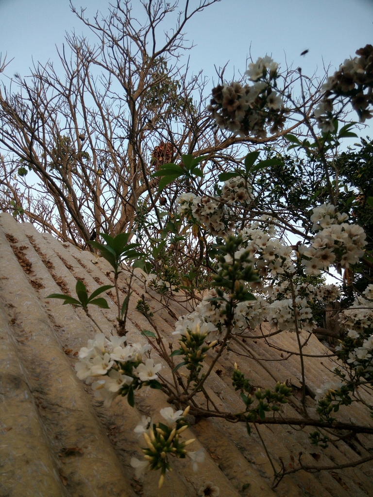 Spanish Elm from La Catrina, Oaxaca, México on March 12, 2019 at 07:01 ...