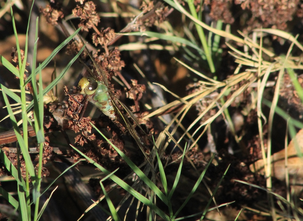 Common Green Darner from Meoqui, Chih., México on October 9, 2023 at 09 ...